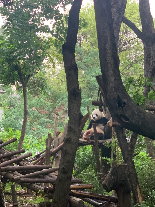 Visiting Panda Research Breeding Center in Chengdu